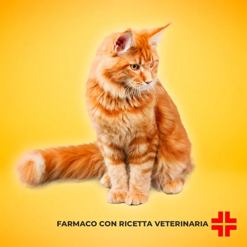 APELKA 5 MG/ML SOLUZIONE ORALE PER GATTI (100 ml) - Soluzione ...